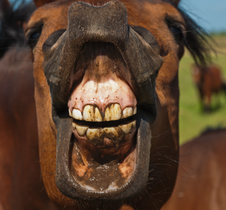 Gebitsbehandeling Paarden → Dierenkliniek Utrechtse Heuvelrug