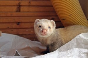 Fret als huisdier in Nederland - Dierenkliniek Utrechtse Heuvelrug